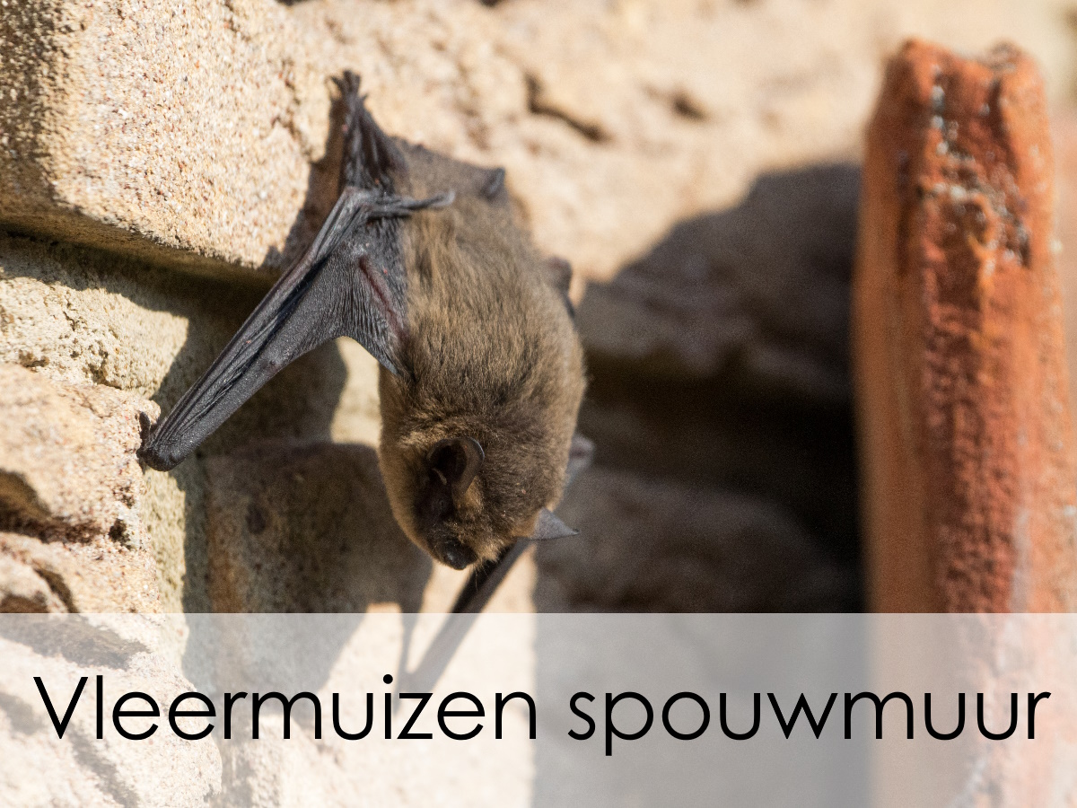Spouwmuurisolatie vleermuizen | Nestelen in de spouwmuur